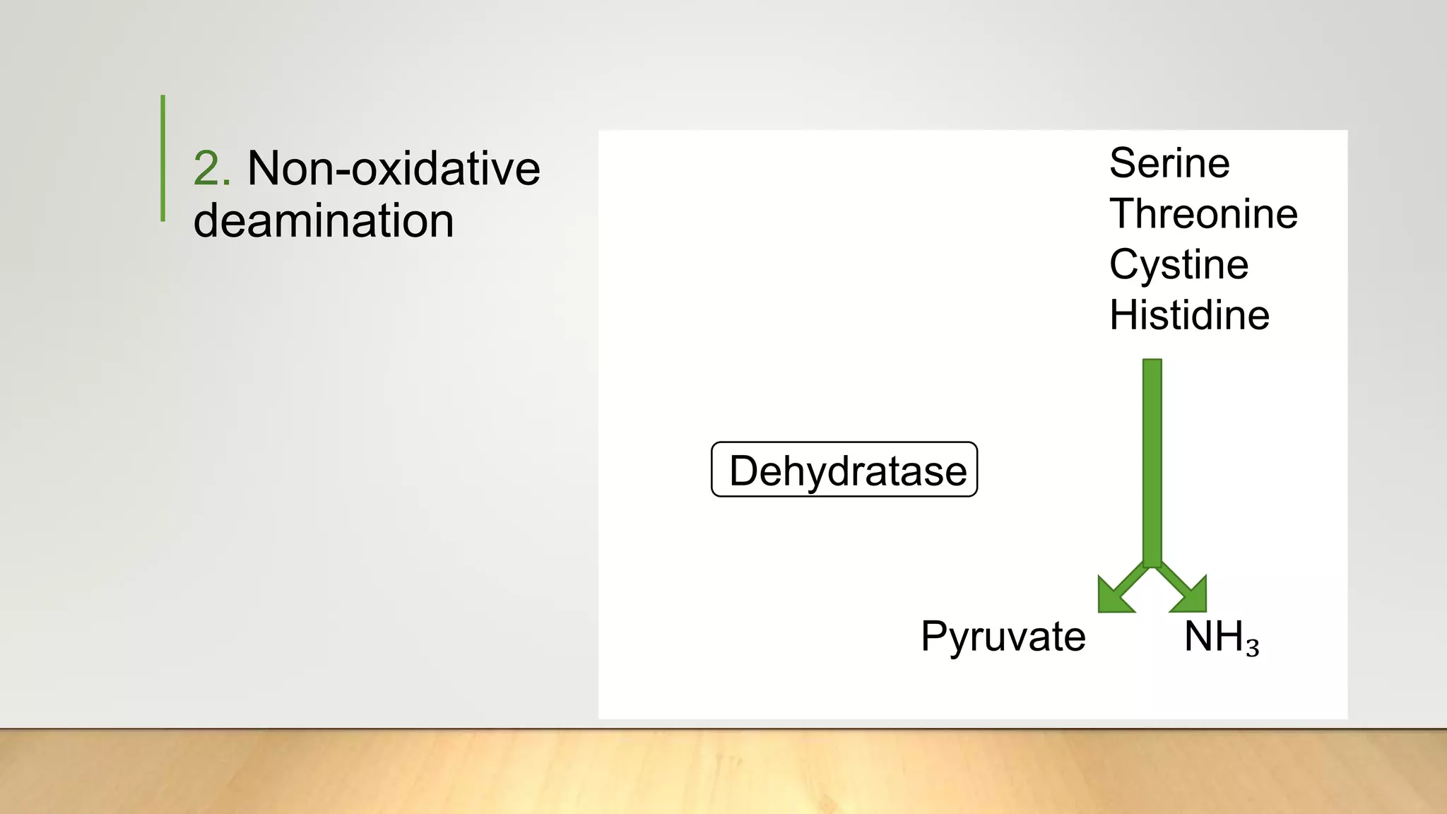 Metabolism of Protein and Amino Acids | PPTX