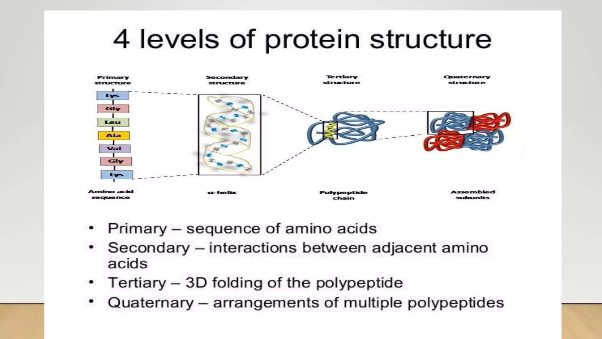Metabolism of Protein and Amino Acids | PPTX