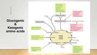 Metabolism of Protein and Amino Acids | PPTX