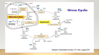 Metabolism of Protein and Amino Acids