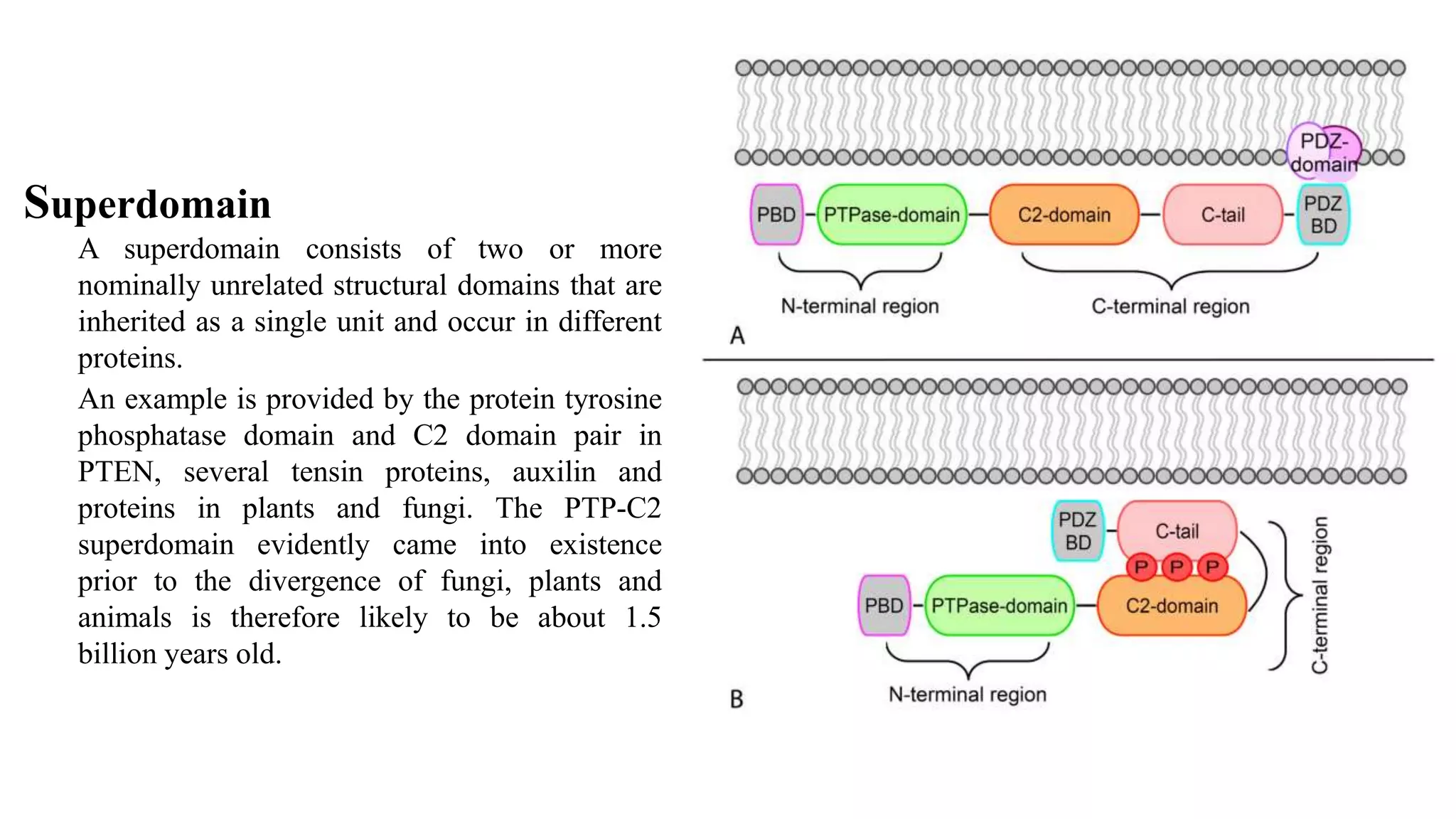 Protein metabolism and nitrogen fixation and metabolism | PPTX