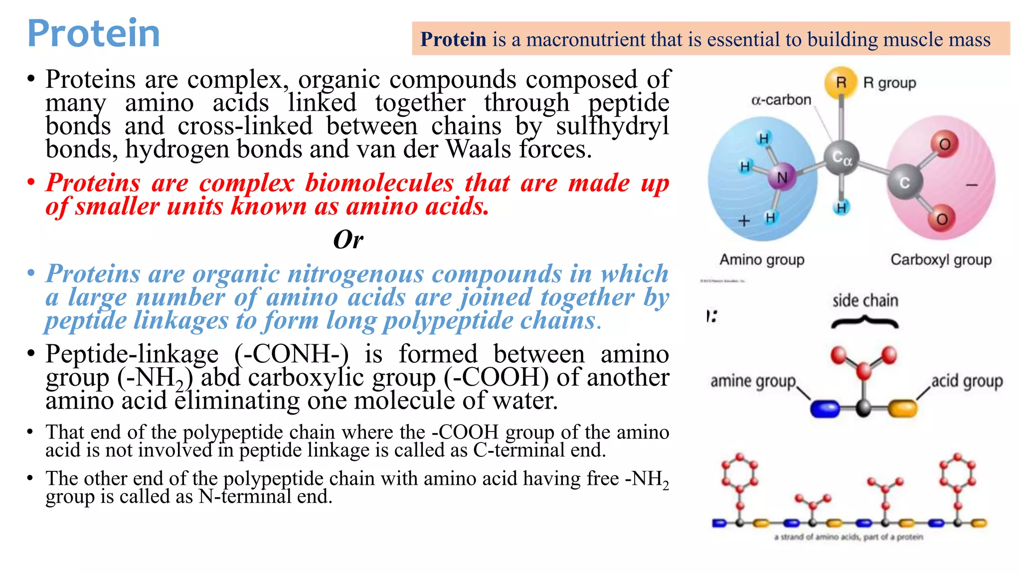 Protein metabolism and nitrogen fixation and metabolism | PPT