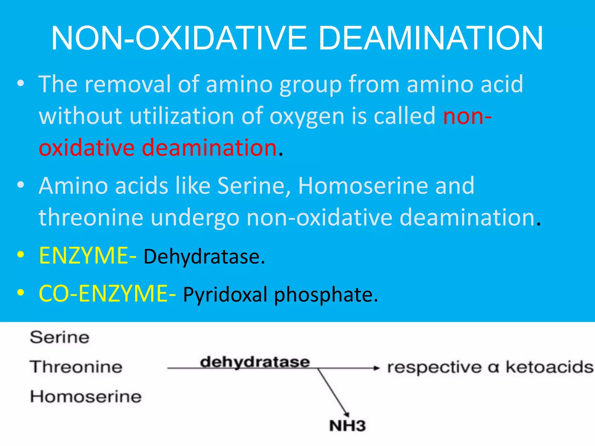 Protein metabolism-Catabolism | PPTX
