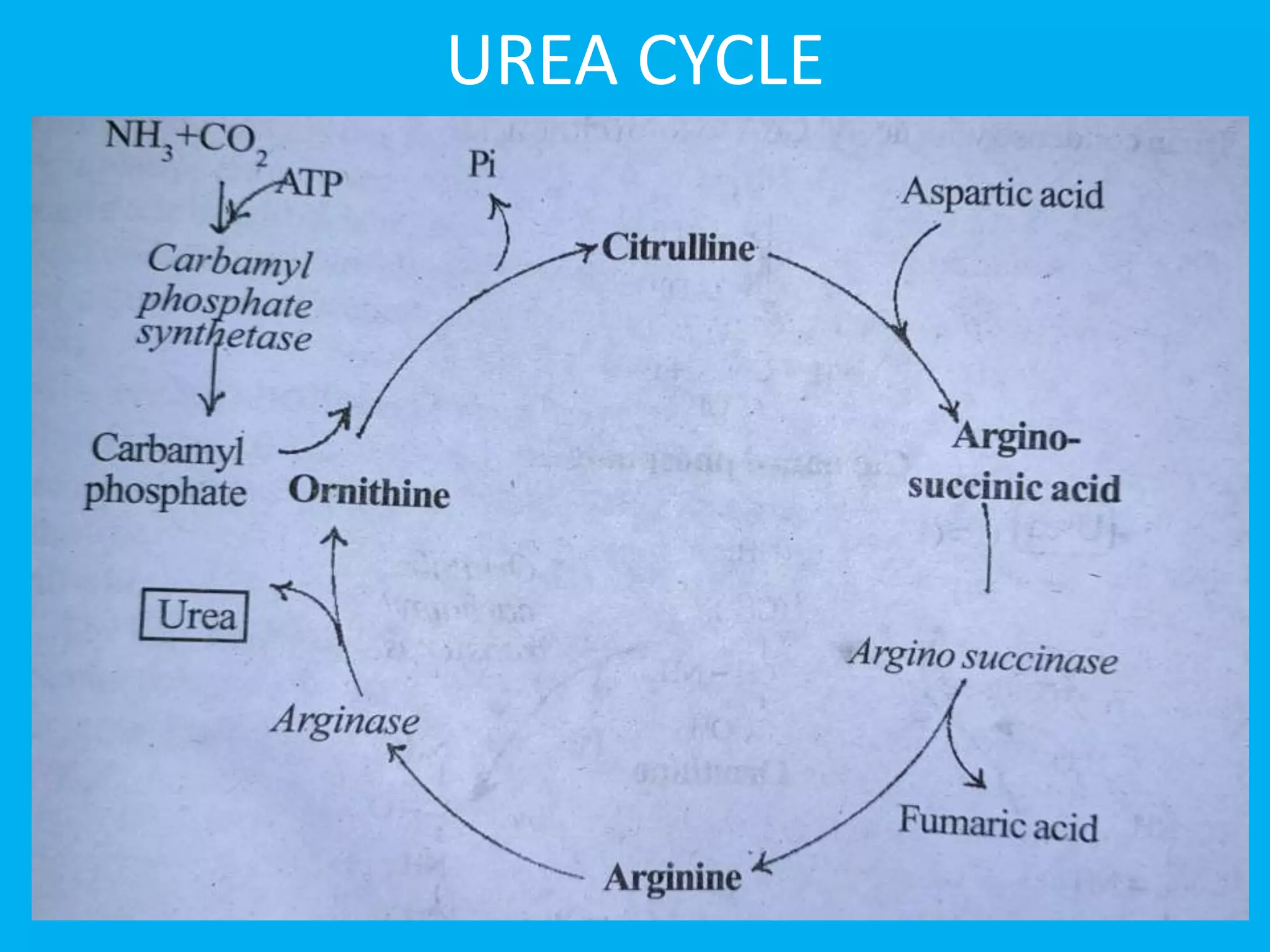 Protein metabolism-Catabolism | PPTX