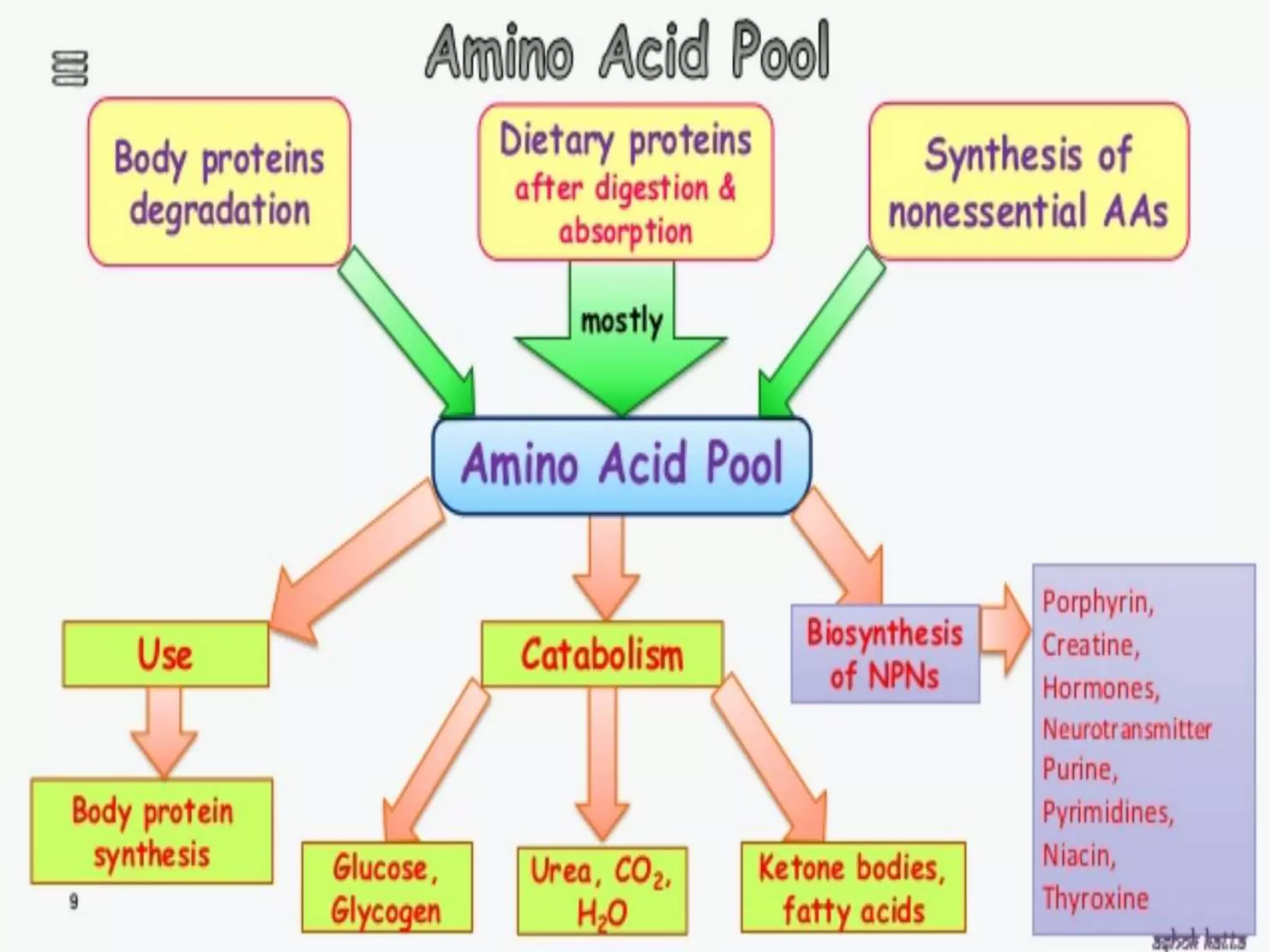 Protein metabolism-Catabolism | PPTX