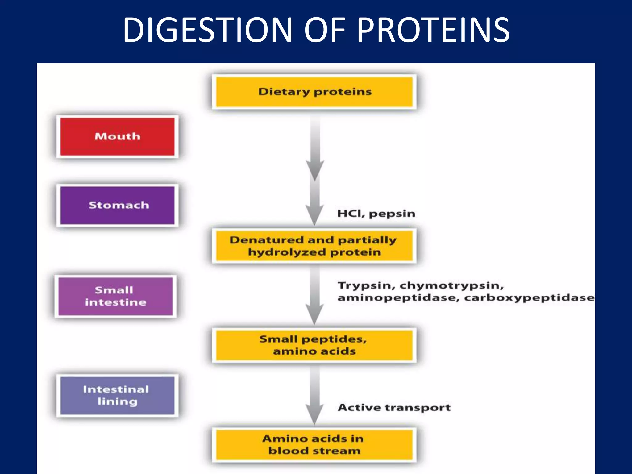 Protein metabolism-Catabolism | PPTX