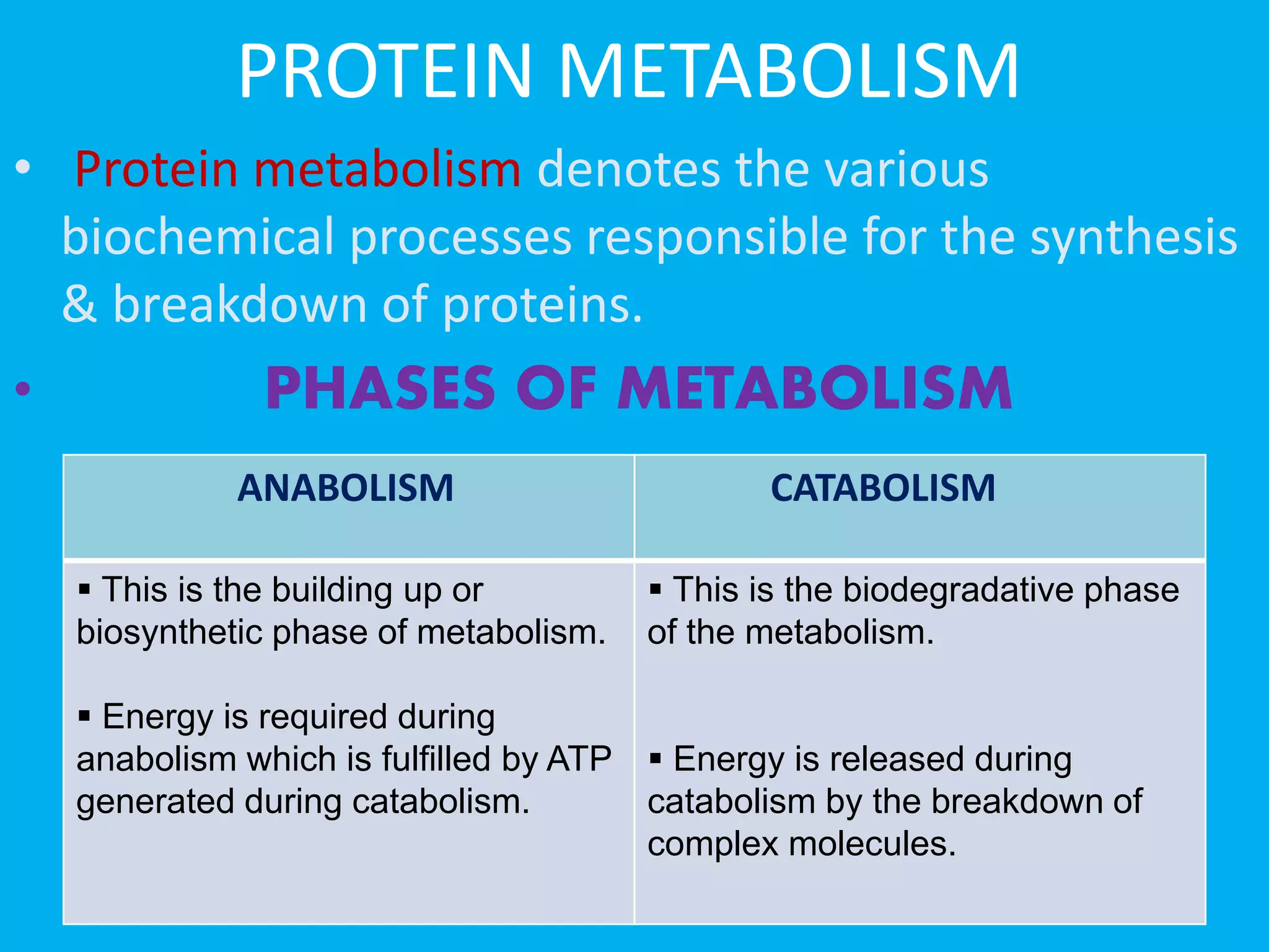 Protein metabolism-Catabolism | PPTX