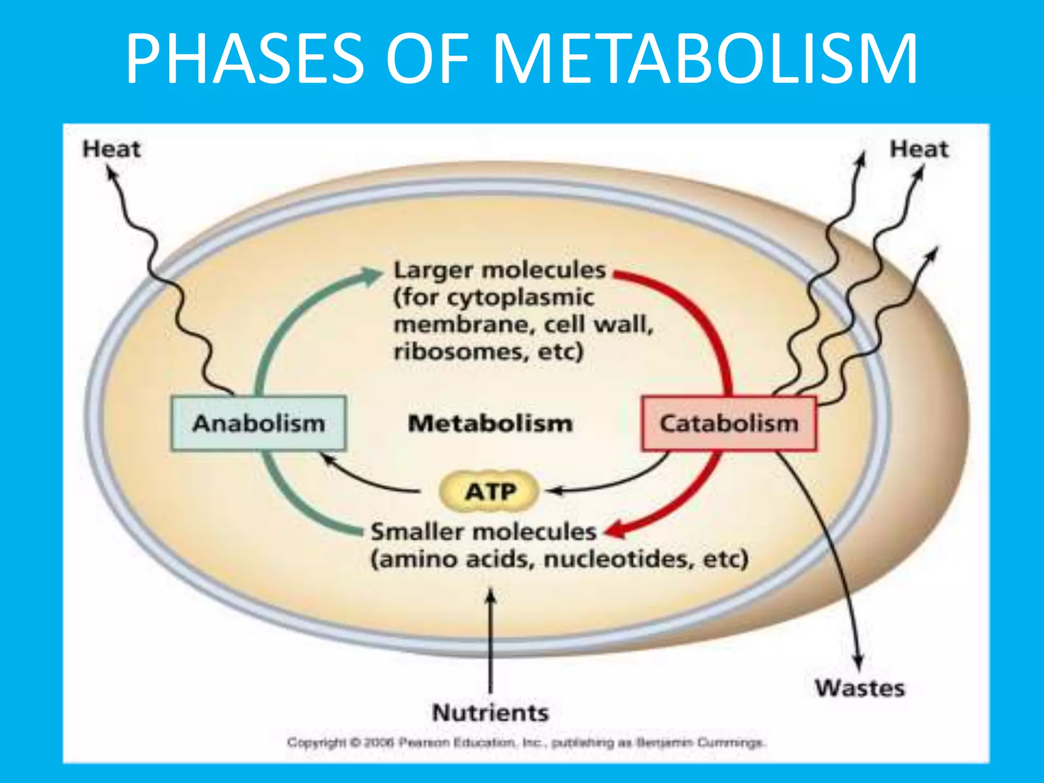 Protein metabolism-Catabolism | PPTX