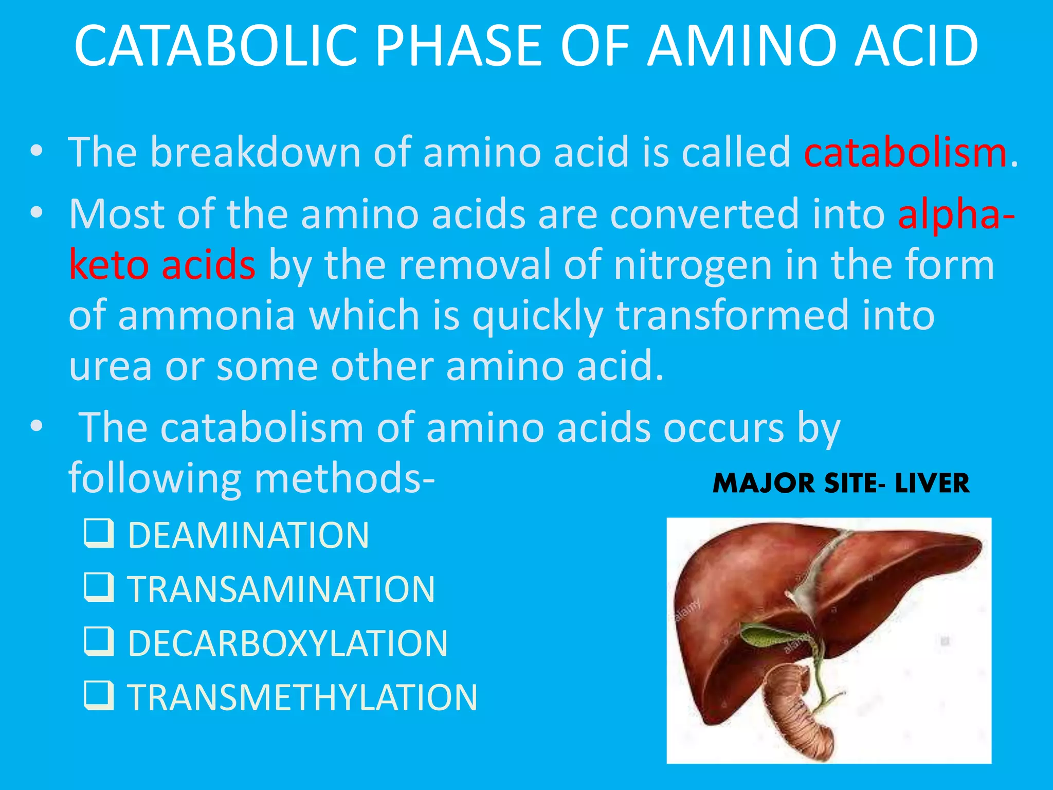 Protein metabolism-Catabolism | PPTX