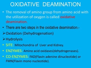 Protein metabolism-Catabolism | PPTX