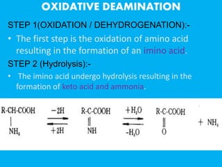 Protein metabolism-Catabolism | PPTX