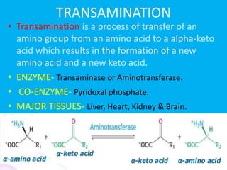 Protein metabolism-Catabolism | PPTX