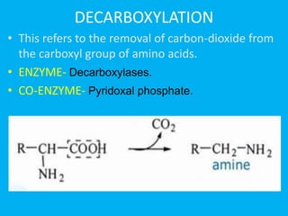 Protein metabolism-Catabolism | PPTX