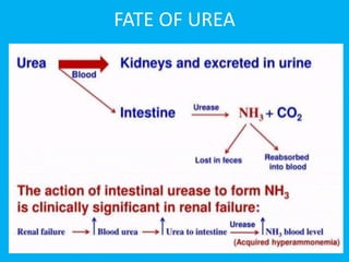 Protein metabolism-Catabolism | PPTX
