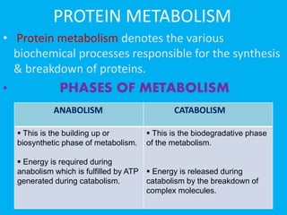 Protein metabolism-Catabolism | PPTX