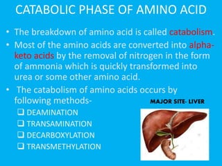 Protein metabolism-Catabolism | PPTX