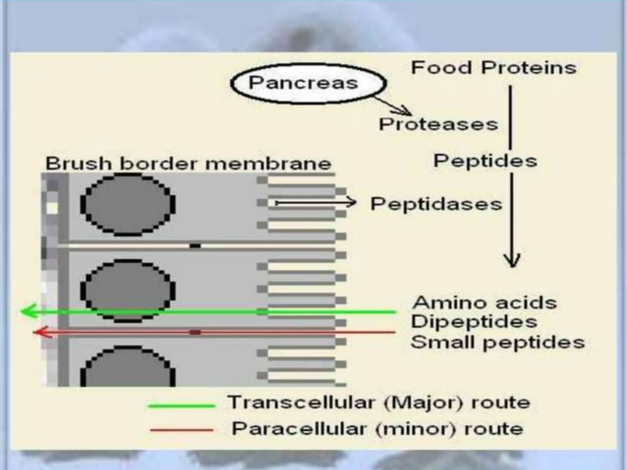 Protein Metabolism, Digestion and Absorption.pptx