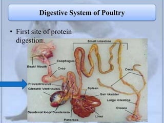 Protein Metabolism, Digestion and Absorption.pptx