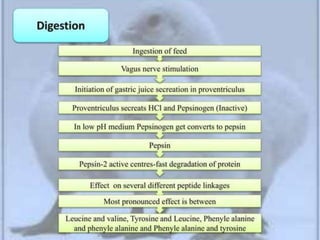 Protein Metabolism, Digestion and Absorption.pptx