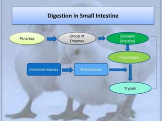 Protein Metabolism, Digestion and Absorption.pptx