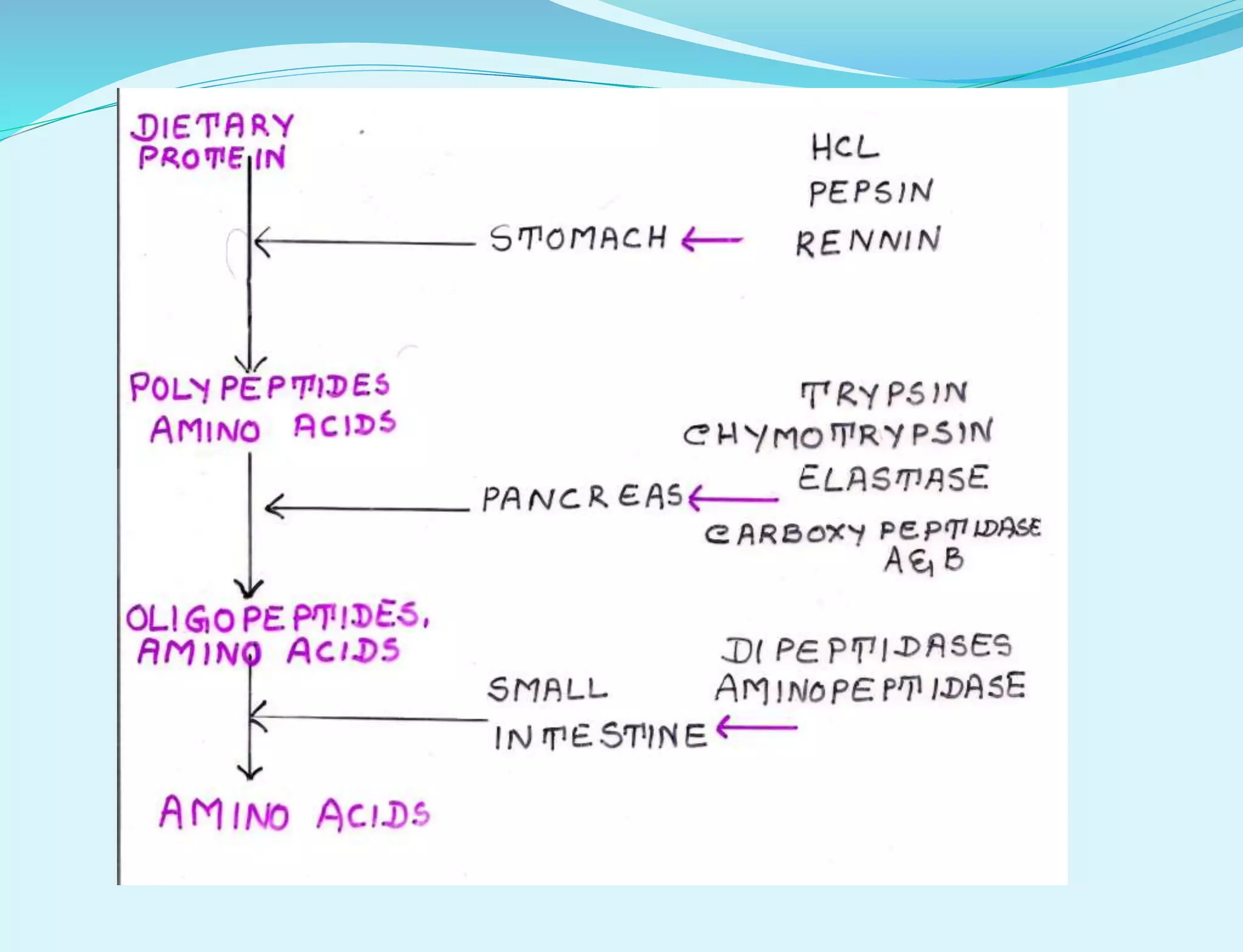 Protein Metabolism | PPTX