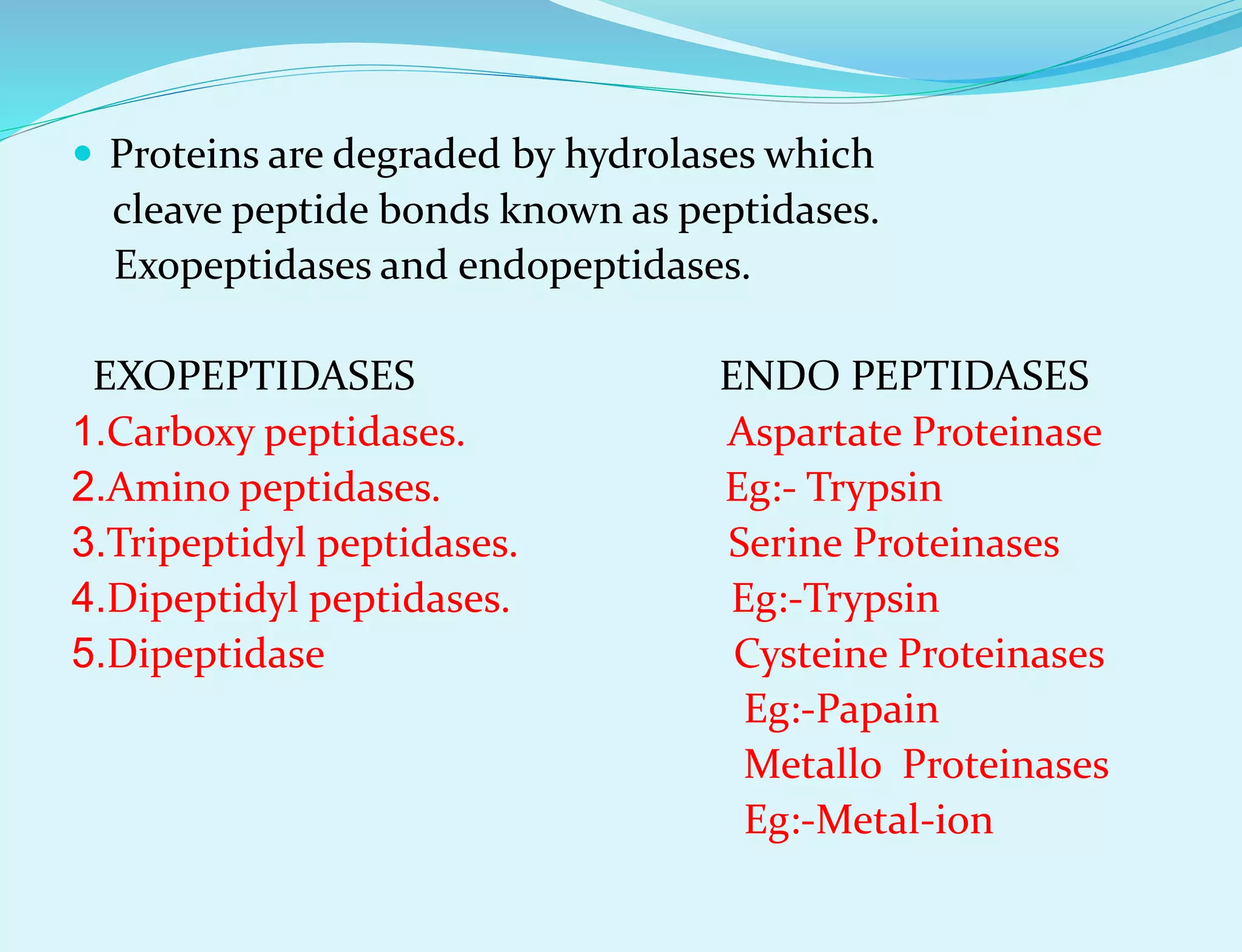 Protein Metabolism | PPTX