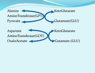 Protein Metabolism | PPTX