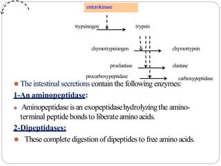 Protein Metabolism new.pdf