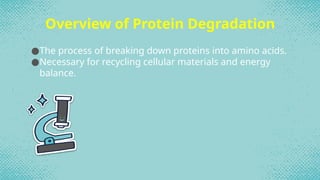 Protein Metabolism Presentation Final.pptx
