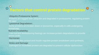 Protein Metabolism Presentation Final.pptx