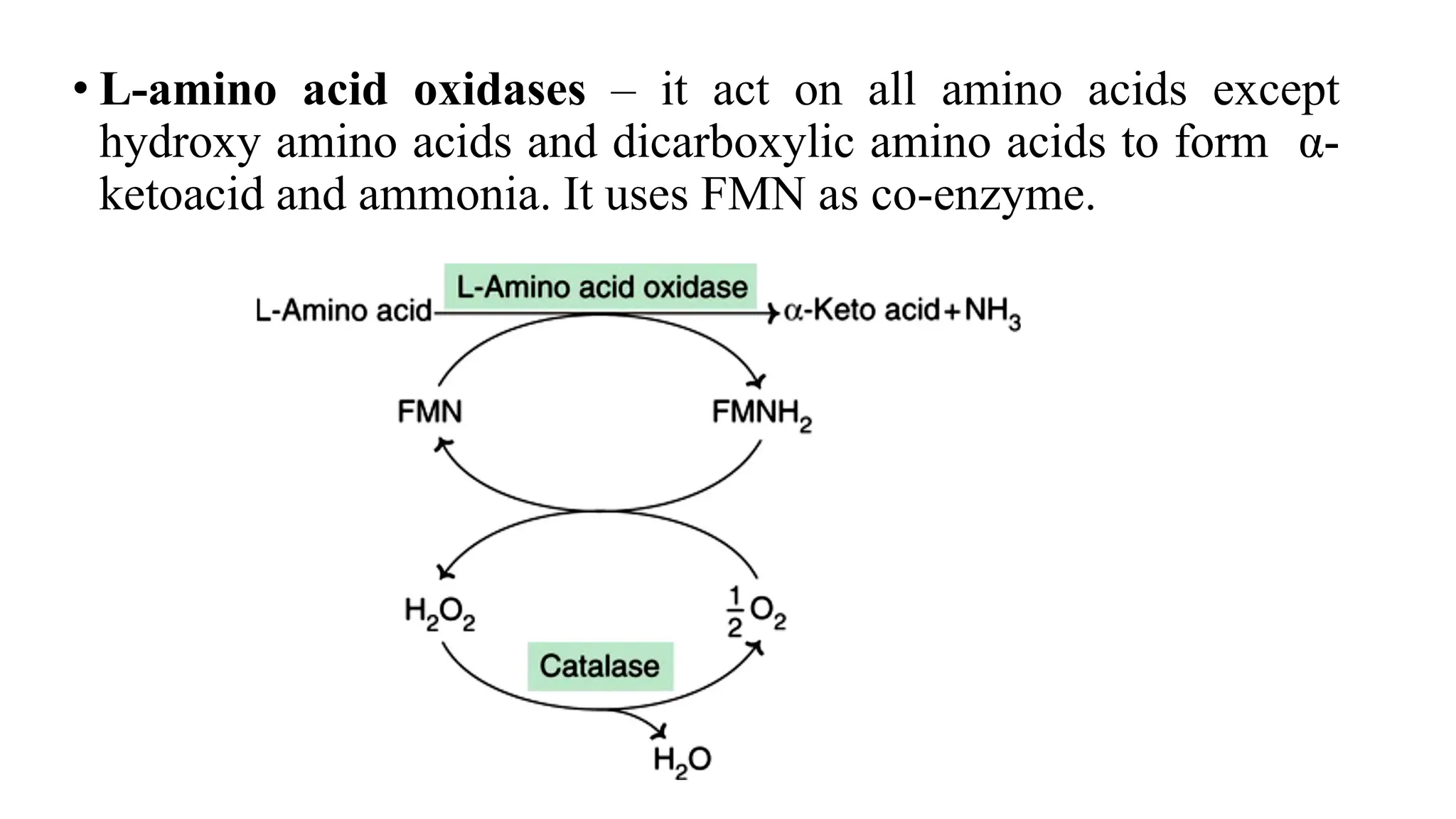 Protein metabolism transamination deamination, fate of ammonia, urea ...