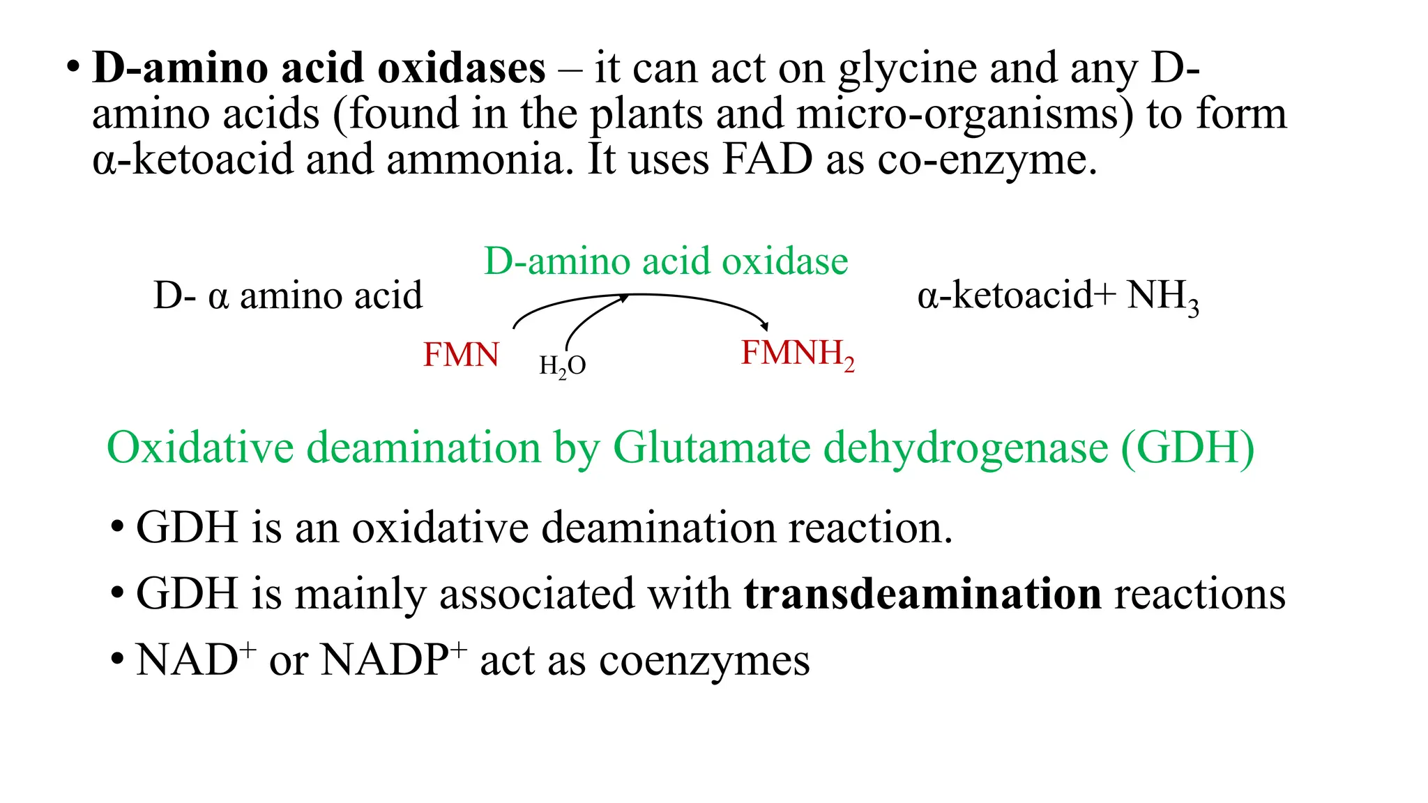 Protein metabolism transamination deamination, fate of ammonia, urea ...