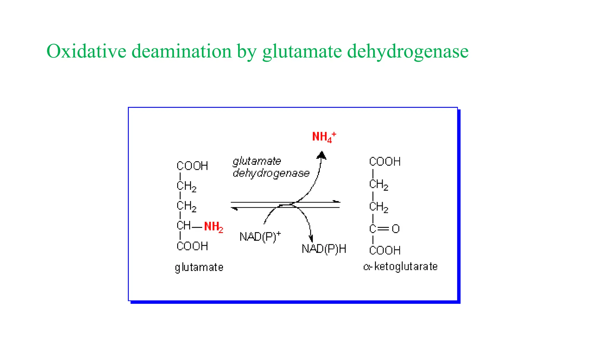 Protein metabolism transamination deamination, fate of ammonia, urea ...