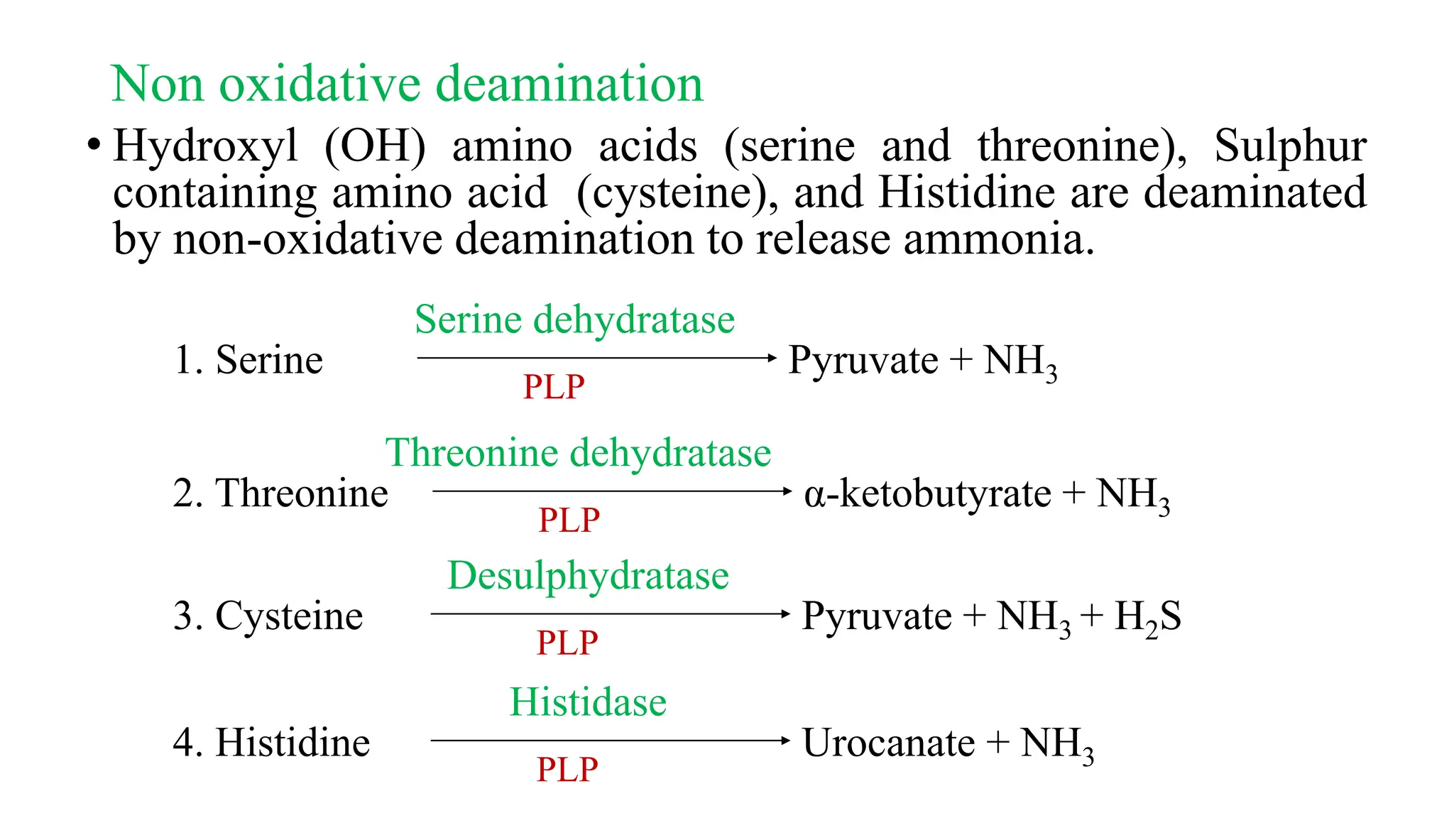 Protein metabolism transamination deamination, fate of ammonia, urea ...