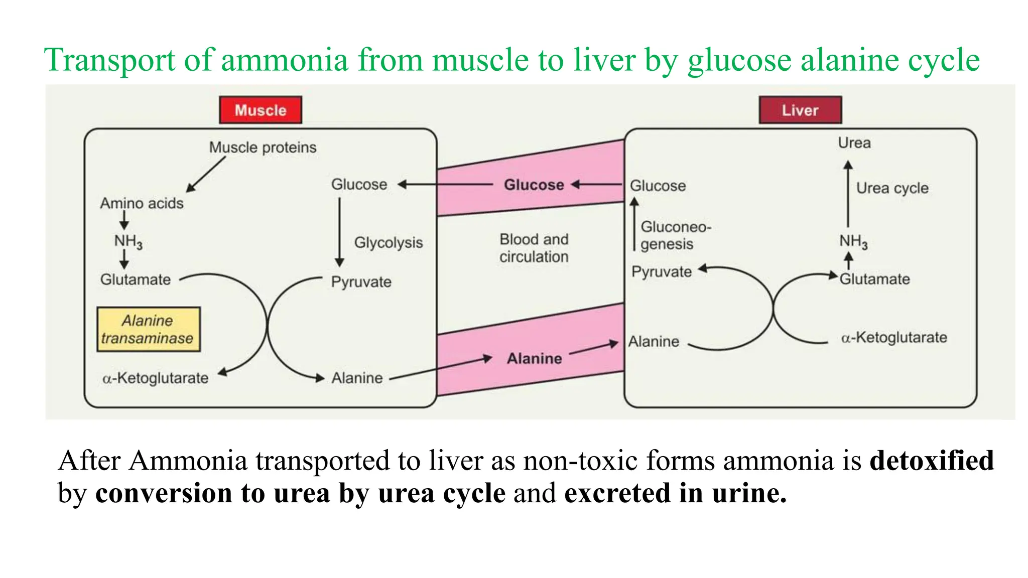 Protein metabolism transamination deamination, fate of ammonia, urea ...