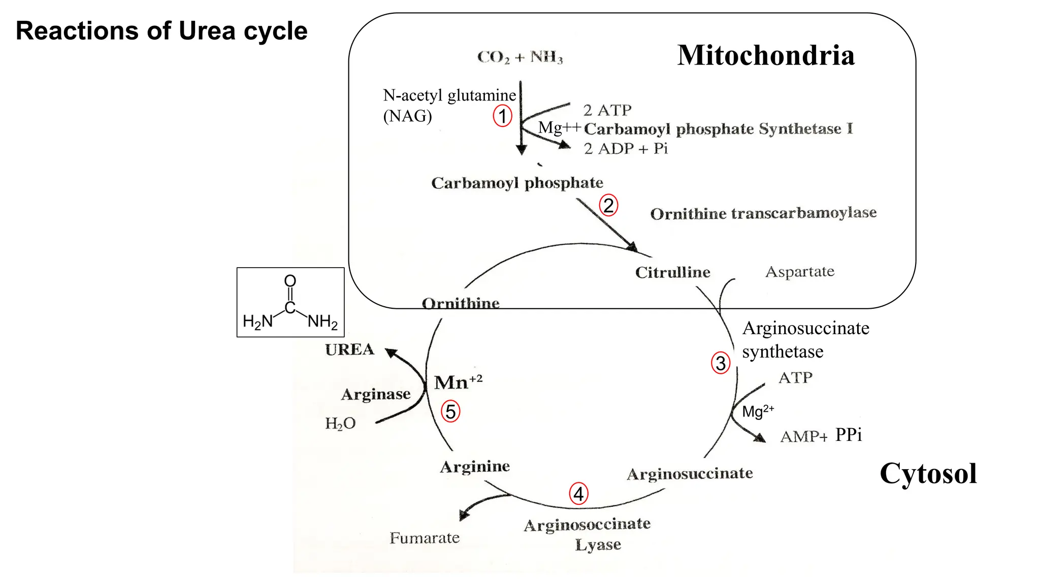 Protein metabolism transamination deamination, fate of ammonia, urea ...