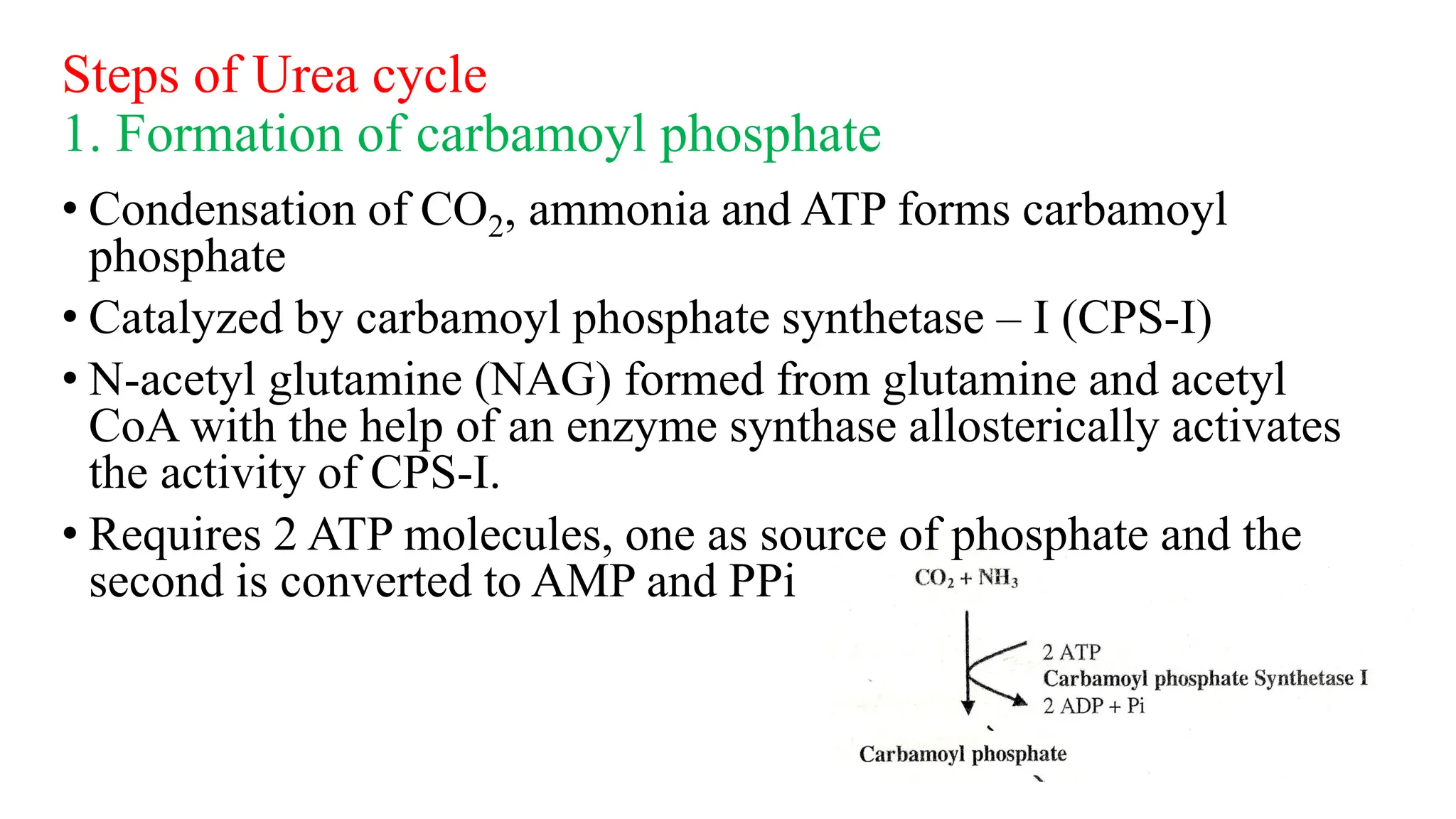 Protein metabolism transamination deamination, fate of ammonia, urea ...