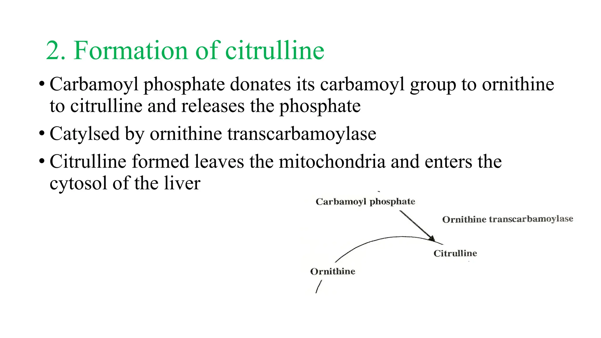 Protein metabolism transamination deamination, fate of ammonia, urea ...