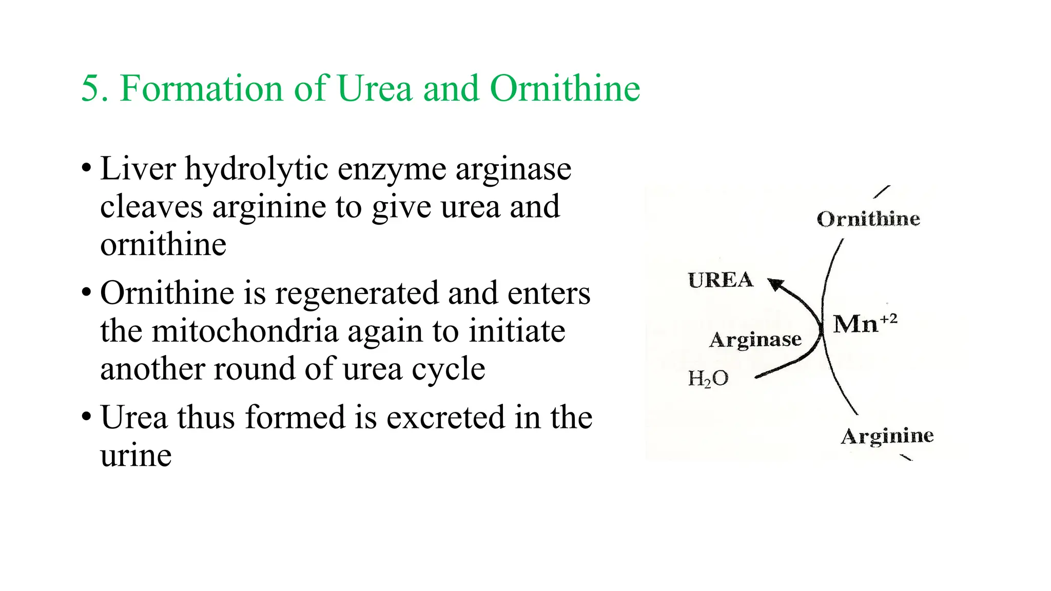 Protein metabolism transamination deamination, fate of ammonia, urea ...