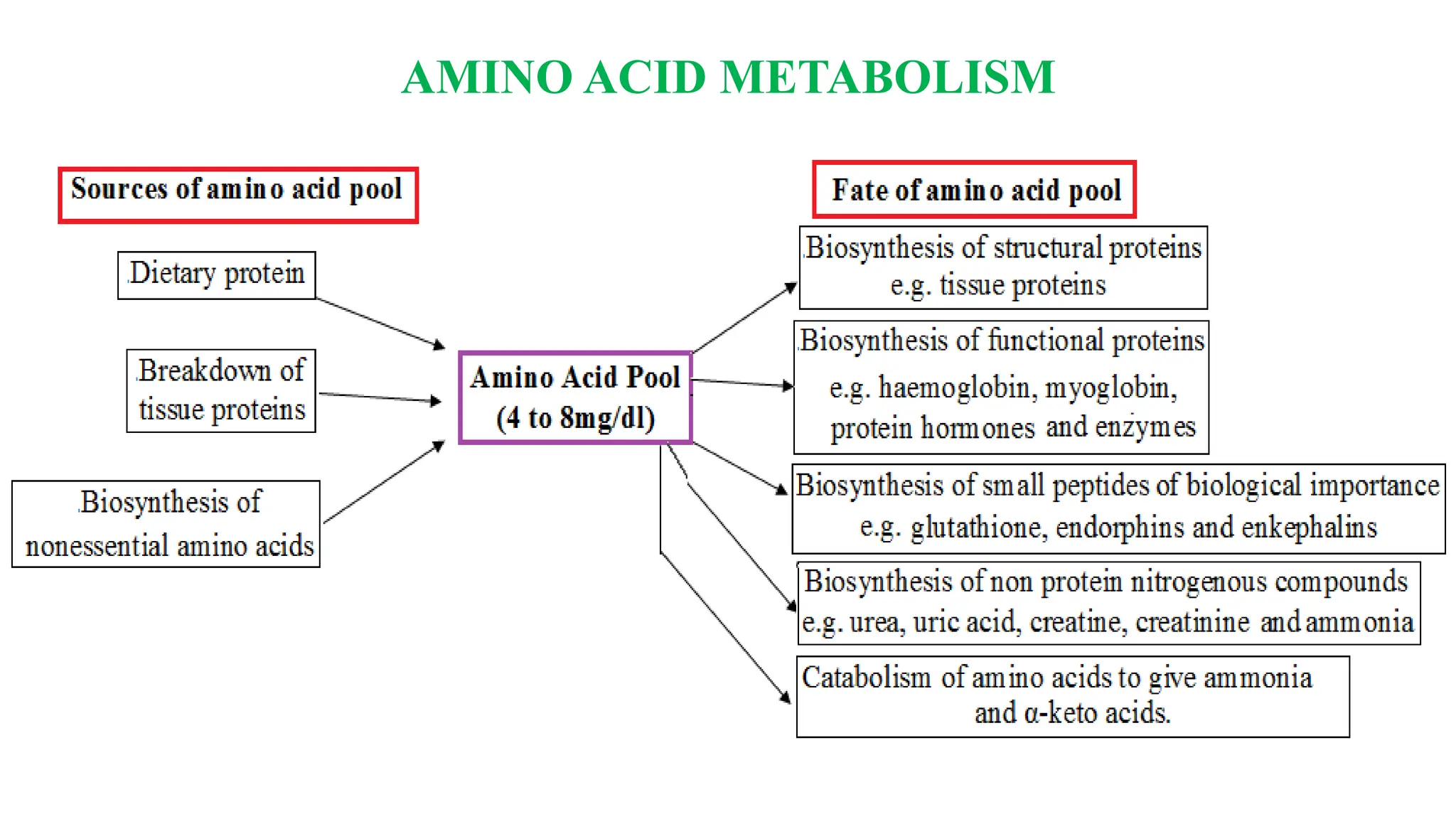 Protein metabolism transamination deamination, fate of ammonia, urea ...