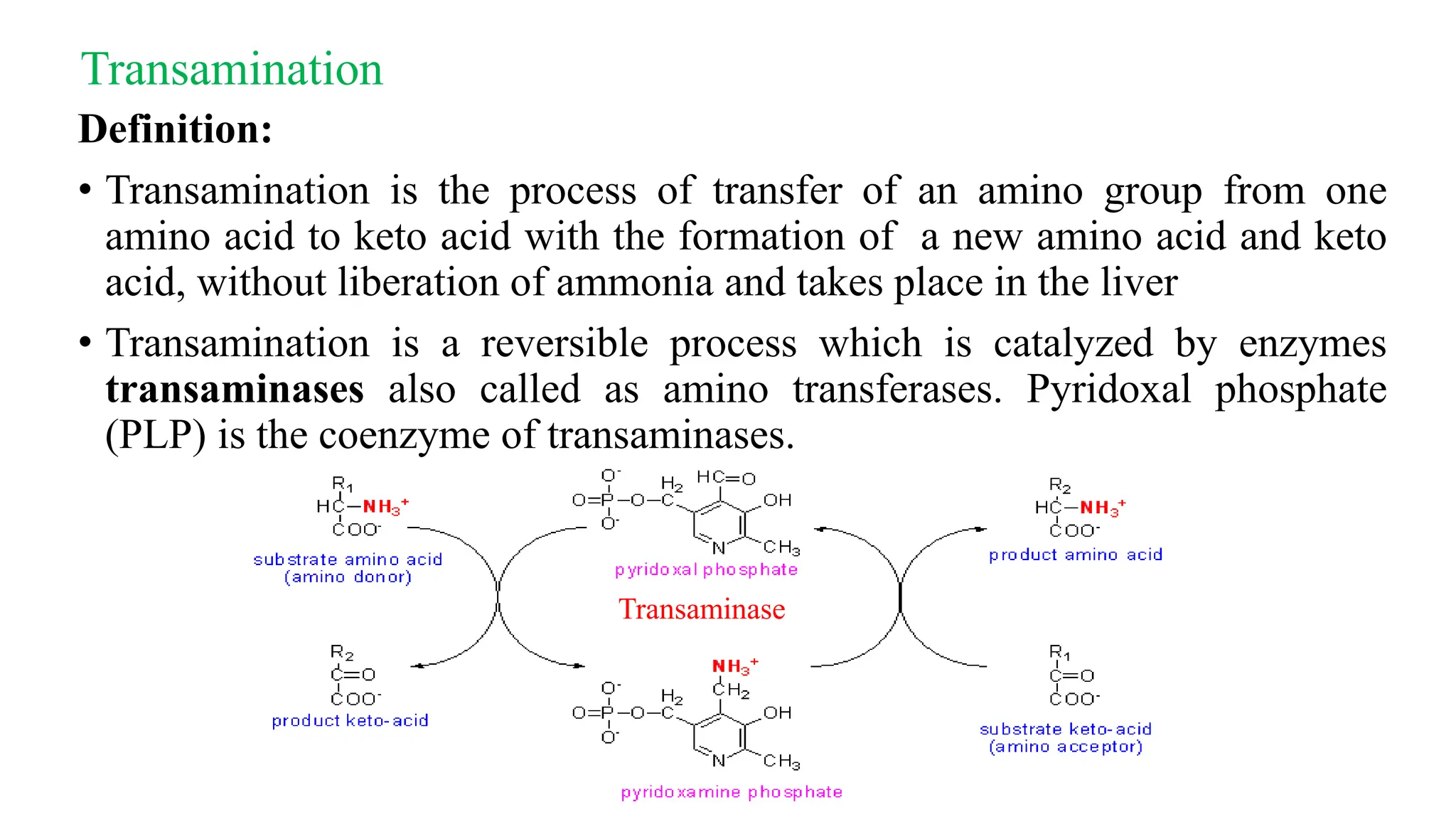 Protein metabolism transamination deamination, fate of ammonia, urea ...