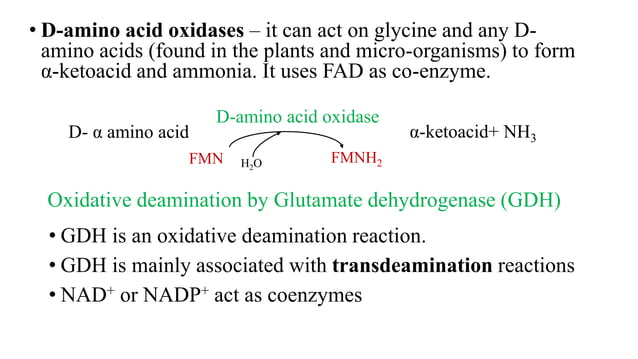 Protein metabolism transamination deamination, fate of ammonia, urea ...