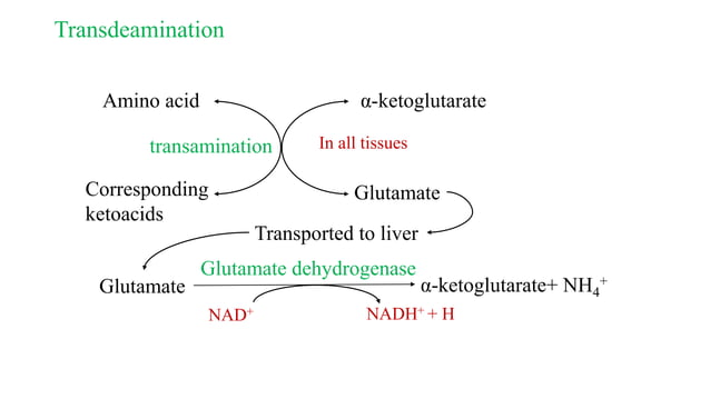 Protein metabolism transamination deamination, fate of ammonia, urea ...