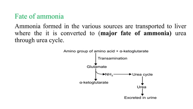 Protein metabolism transamination deamination, fate of ammonia, urea ...