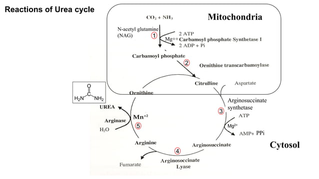 Protein metabolism transamination deamination, fate of ammonia, urea ...