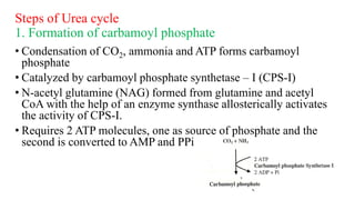 Protein metabolism transamination deamination, fate of ammonia, urea ...