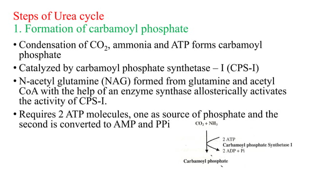 Protein metabolism transamination deamination, fate of ammonia, urea ...