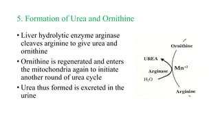 Protein metabolism transamination deamination, fate of ammonia, urea ...