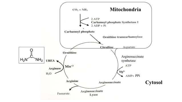 Protein metabolism transamination deamination, fate of ammonia, urea ...
