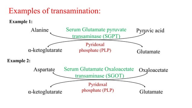 Protein metabolism transamination deamination, fate of ammonia, urea ...